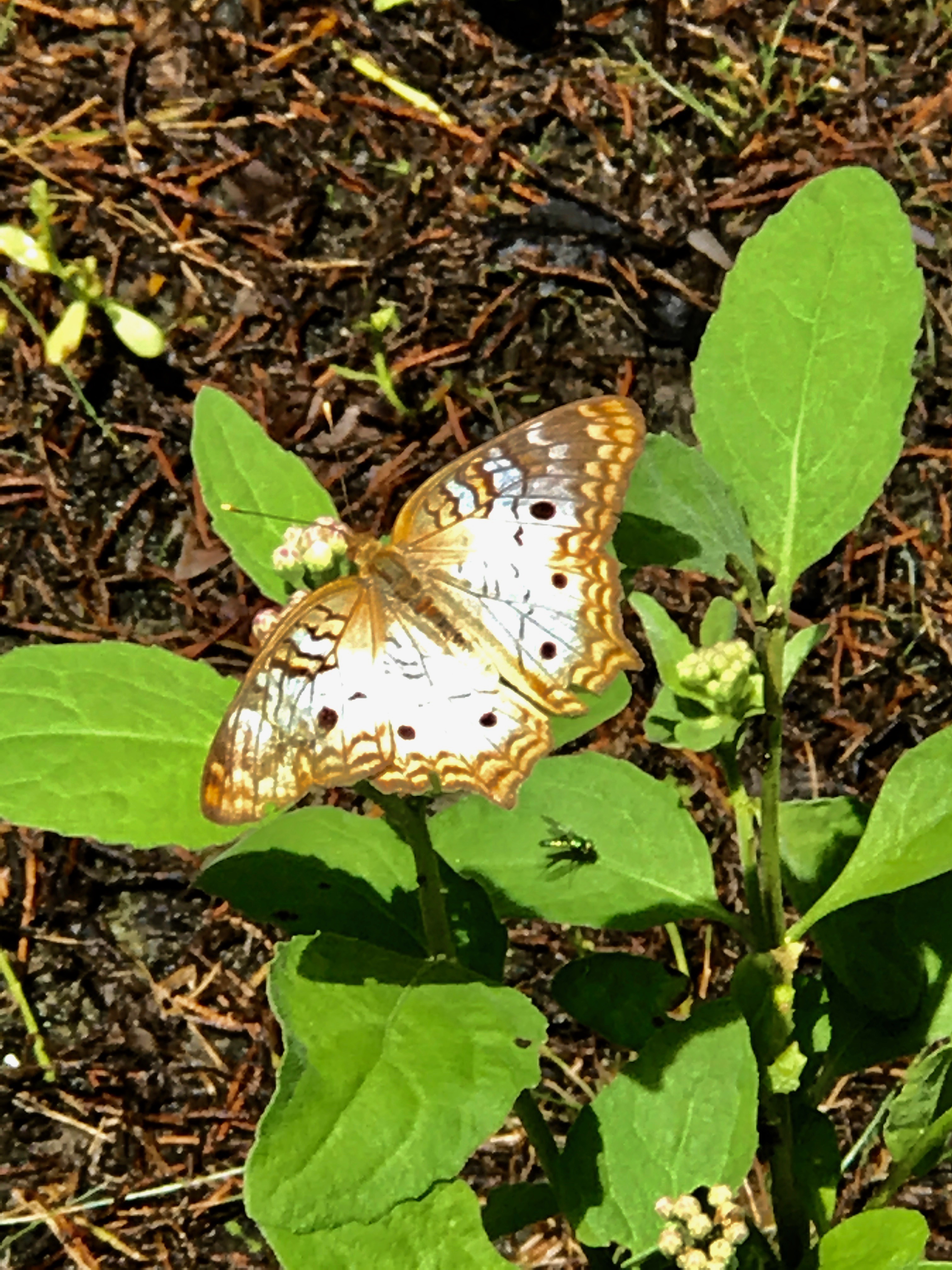 Random Pictures of Nature – The Casual Outdoorsman